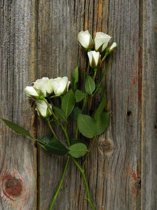 Wholesale Viviane White Spray Roses Delivered Online | FlowerFarm