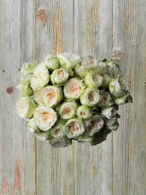 Wholesale Wink Allure Cream Spray Rose Delivered Online | FlowerFarm