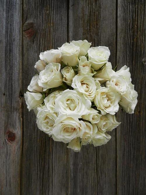 Wholesale White Spray Roses Delivered Online | FlowerFarm