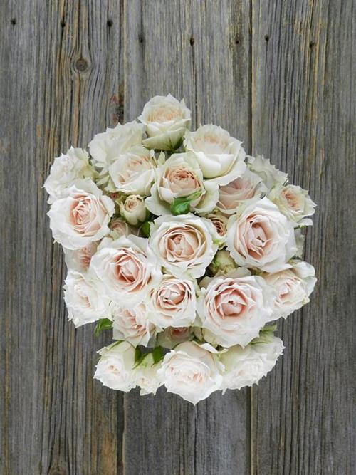 Wholesale Mikado White Spray Roses Delivered Online | FlowerFarm