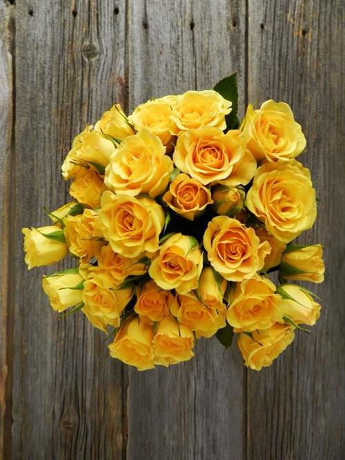 Wholesale Yellow Babe Yellow Spray Rose Delivered Online | FlowerFarm