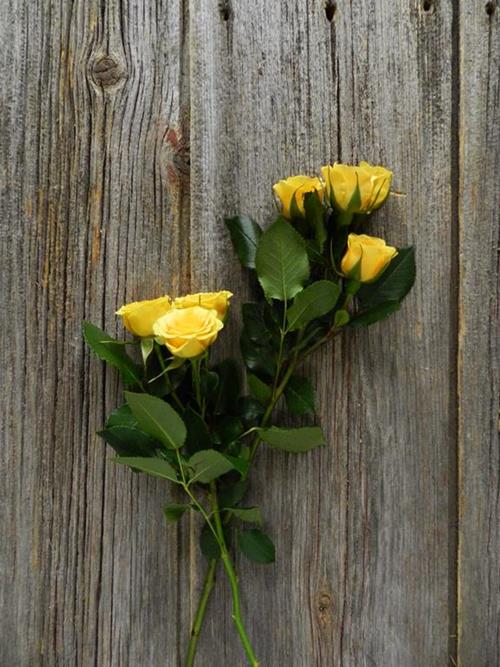 Wholesale Yellow Babe Yellow Spray Rose Delivered Online | FlowerFarm