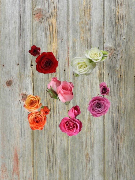 Wholesale Romance 2025 Assorted Color Spray Roses Delivered Online ...