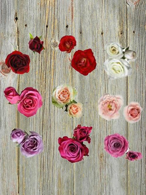 Wholesale Winter Mix Spray Roses Assorted Delivered Online | FlowerFarm