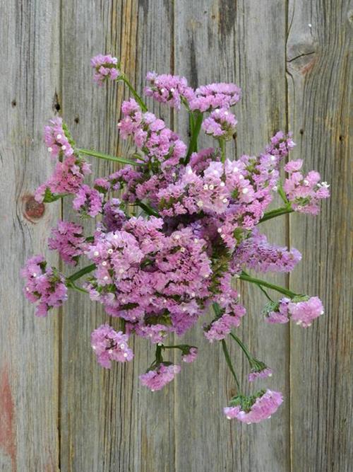 Wholesale Pink Statice Delivered Online | FlowerFarm