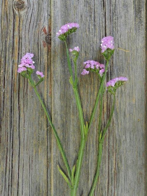 Wholesale Pink Statice Delivered Online | FlowerFarm
