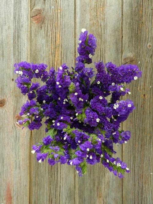 Wholesale Purple Statice Delivered Online | FlowerFarm