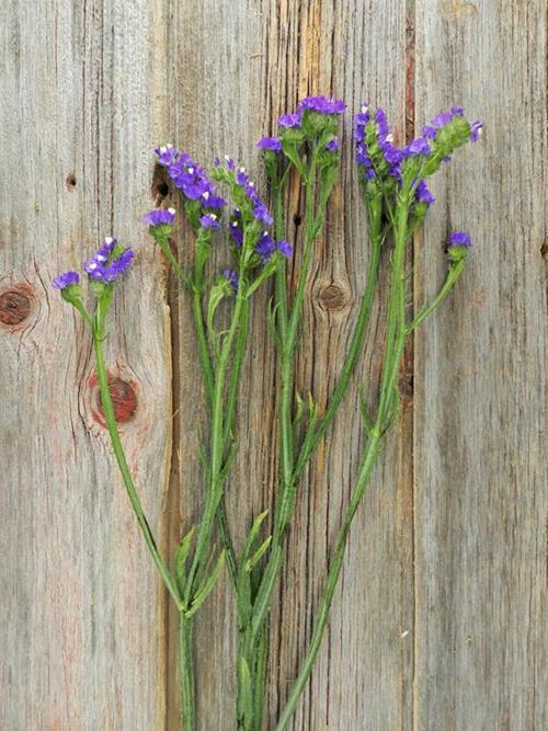 Wholesale Purple Statice Delivered Online | FlowerFarm