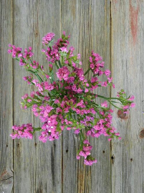 Wholesale Tissue Culture Hot Pink Statice Delivered Online | FlowerFarm