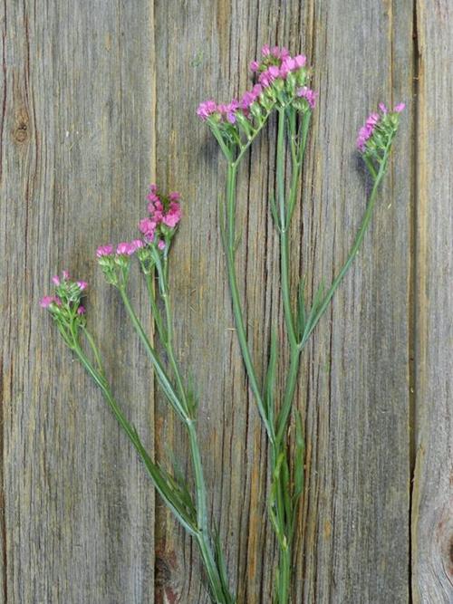Wholesale Tissue Culture Hot Pink Statice Delivered Online | FlowerFarm
