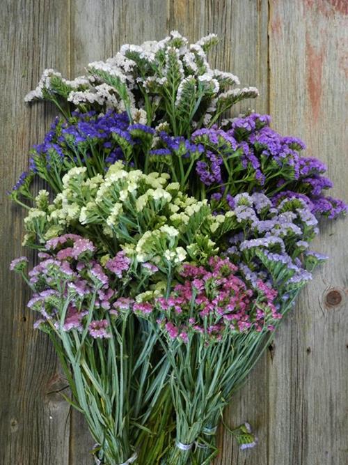 Wholesale Statice Tissue Delivered Online | FlowerFarm