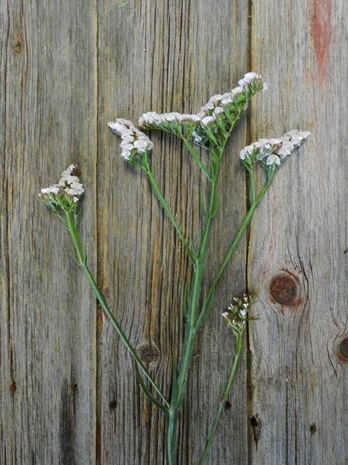 Wholesale White Statice Delivered Online | FlowerFarm