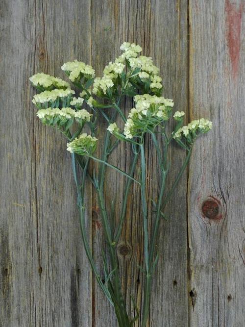 Wholesale Yellow Statice Delivered Online | FlowerFarm