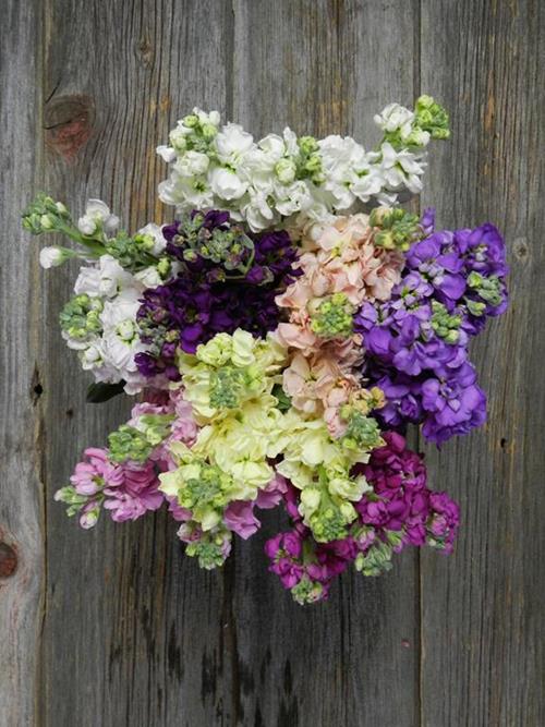 Wholesale Best Seller Assorted Color Stock Delivered Online | FlowerFarm