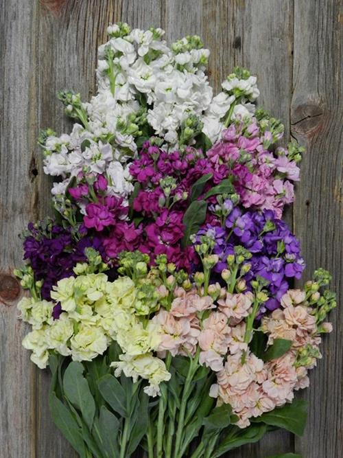 Wholesale Best Seller Assorted Color Stock Delivered Online | FlowerFarm