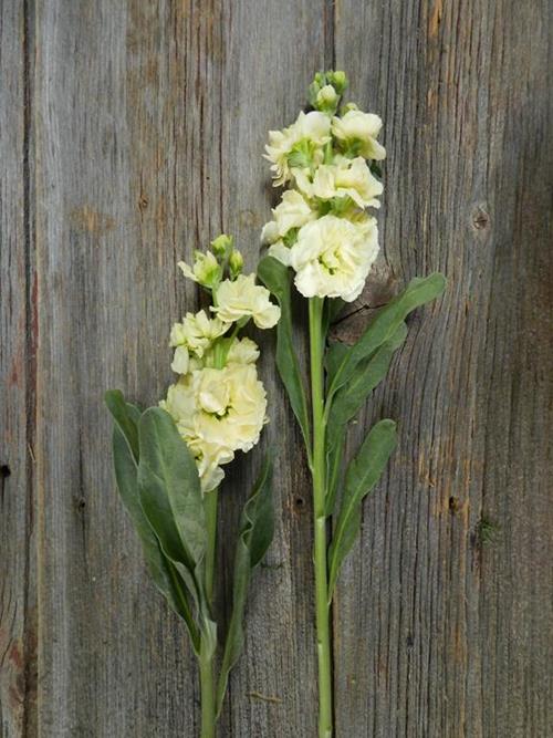 Wholesale Cream Stock Delivered Online | FlowerFarm
