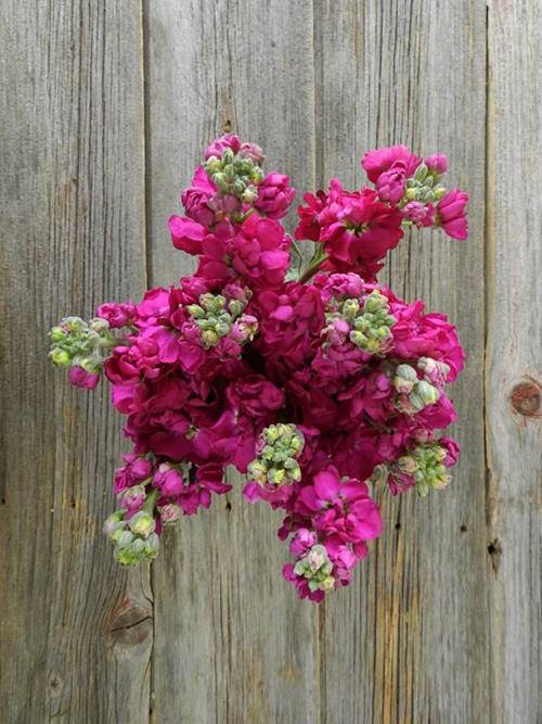 Wholesale Fuchsia Stock Delivered Online | FlowerFarm