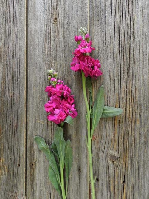 Wholesale Fuchsia Stock Delivered Online | FlowerFarm