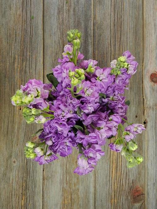 Wholesale Lavender Stock Delivered Online | FlowerFarm