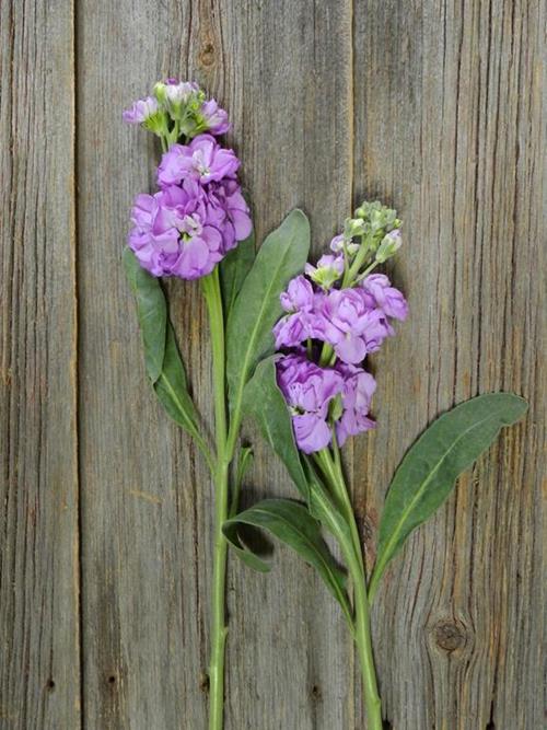 Wholesale Lavender Stock Delivered Online | FlowerFarm