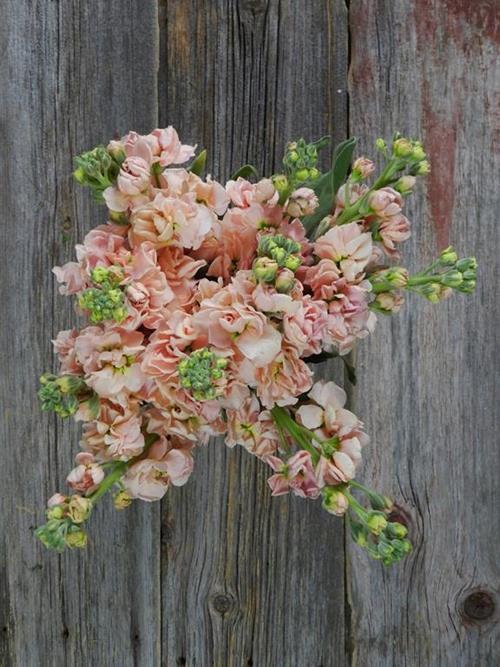 Wholesale Peach Stock Delivered Online | FlowerFarm