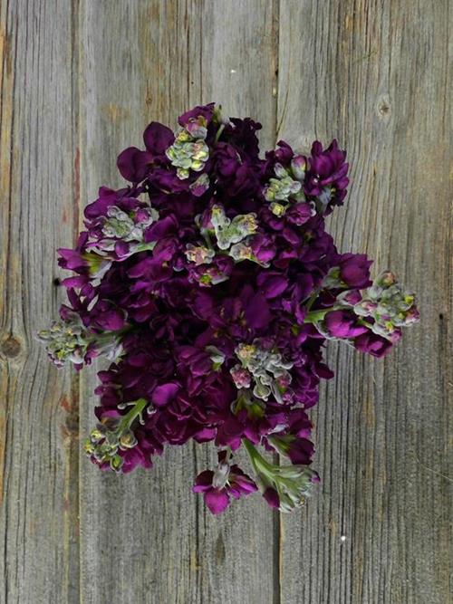 Wholesale Purple Stock Delivered Online | FlowerFarm