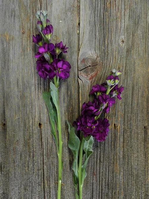 Wholesale Purple Stock Delivered Online | FlowerFarm