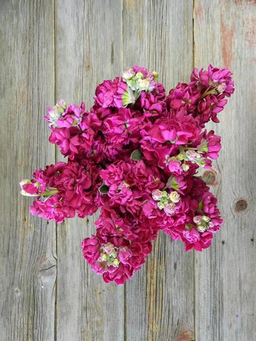 Wholesale Ruby Red Deep Hot Pink Stock Delivered Online | FlowerFarm