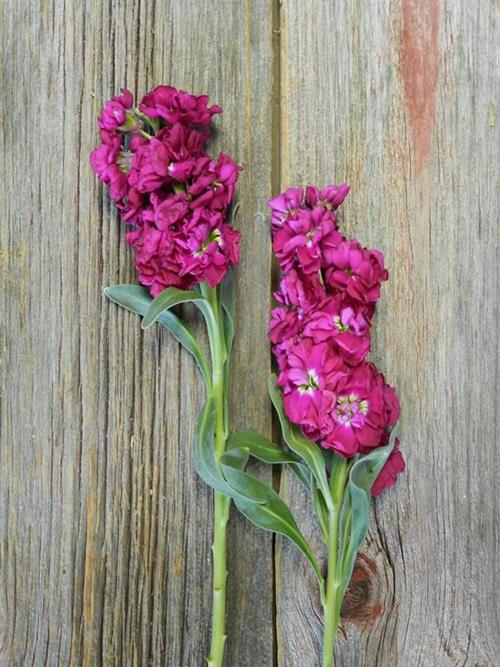 Wholesale Ruby Red Deep Hot Pink Stock Delivered Online | FlowerFarm