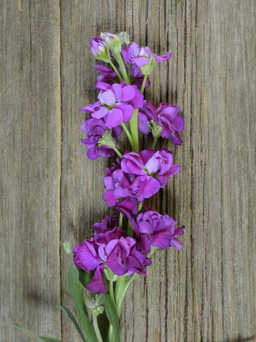 Wholesale Violet Purple Stock Delivered Online | FlowerFarm
