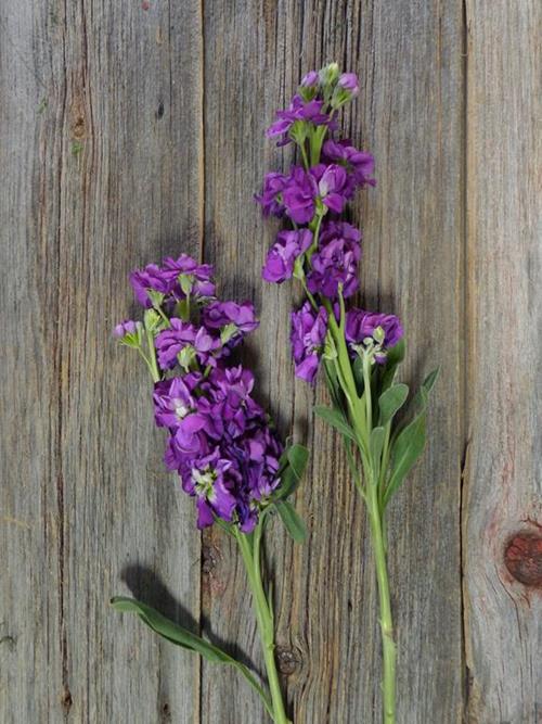 Wholesale Violet Purple Stock Delivered Online | FlowerFarm