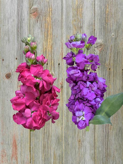 Wholesale Jewel Colors Assorted Stock Combo Box Delivered Online ...