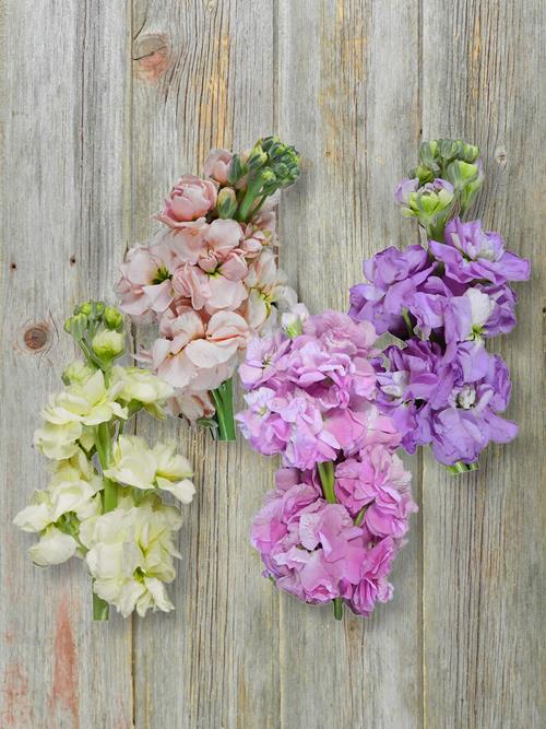 Wholesale Pastel Colors Asssorted Stock Delivered Online | FlowerFarm