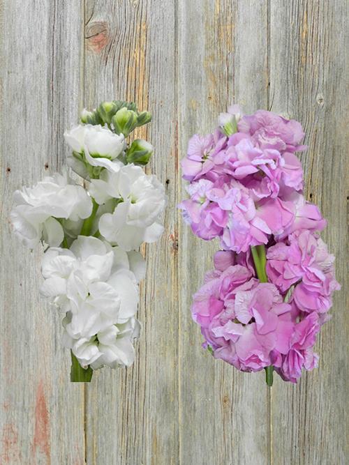 Wholesale Stock Assorted Colors Pink And White Delivered Online ...