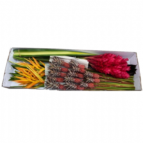 Wholesale Tabasco Tropical Flowers & Foliages Combo Box Delivered ...