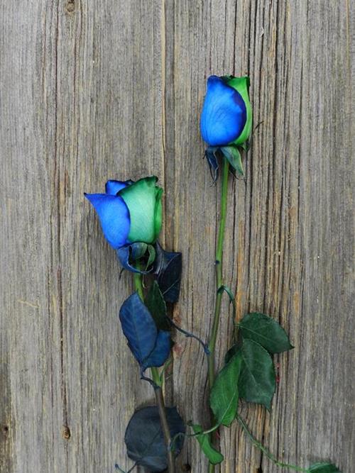 Wholesale Blue & Green Tinted Rose Delivered Online | FlowerFarm