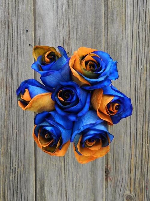 Wholesale Blue & Orange Tinted Rose Delivered Online | FlowerFarm