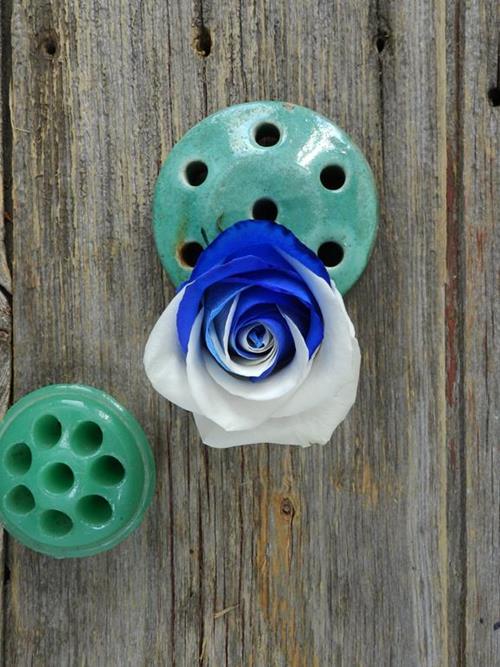 Wholesale Blue & White Tinted Rose Delivered Online | FlowerFarm