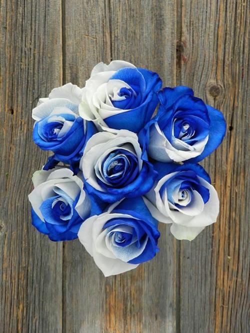 Wholesale Blue & White Tinted Rose Delivered Online | FlowerFarm