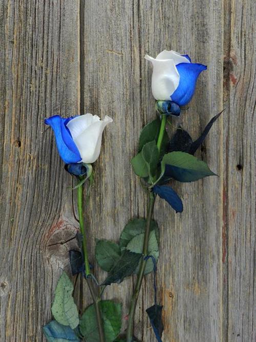 Wholesale Blue & White Tinted Rose Delivered Online | FlowerFarm