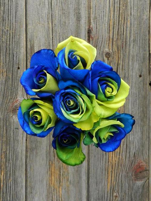 Wholesale Blue & Yellow Tinted Rose Delivered Online | FlowerFarm