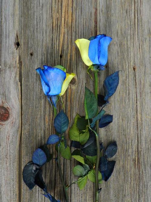 Wholesale Blue & Yellow Tinted Rose Delivered Online | FlowerFarm