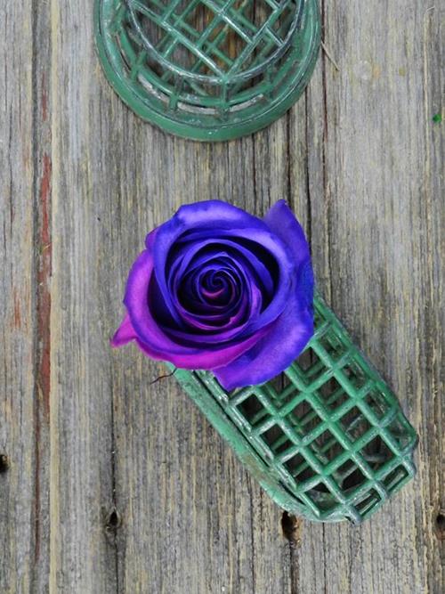 Wholesale Pink, Purple & White Tinted Roses Delivered Online | FlowerFarm