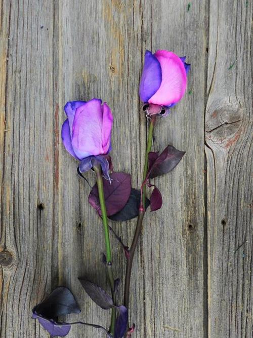 Wholesale Pink, Purple & White Tinted Roses Delivered Online | FlowerFarm