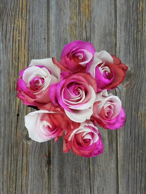 Wholesale Pink, Red & White Tinted Roses Delivered Online | FlowerFarm