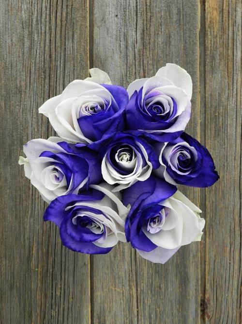 Wholesale Purple & White Tinted Rose Delivered Online | FlowerFarm
