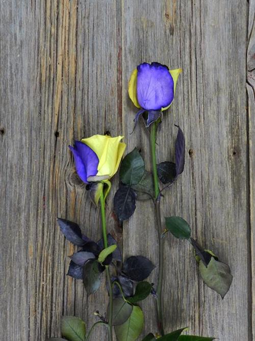 Wholesale Purple & Yellow Tinted Rose Delivered Online | FlowerFarm
