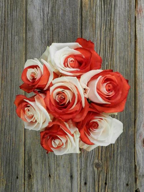 Wholesale Red & White Tinted Roses Delivered Online | FlowerFarm