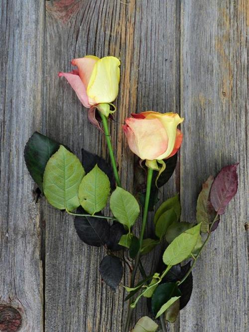 Wholesale Red & Yellow Tinted Roses Delivered Online | FlowerFarm