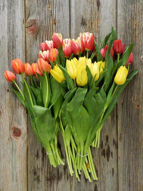 Wholesale Fall Pack Seasonal Tulips Delivered Online | FlowerFarm